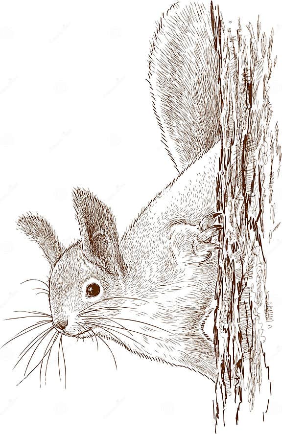 Squirrel on a tree stock vector. Illustration of tail - 53228620