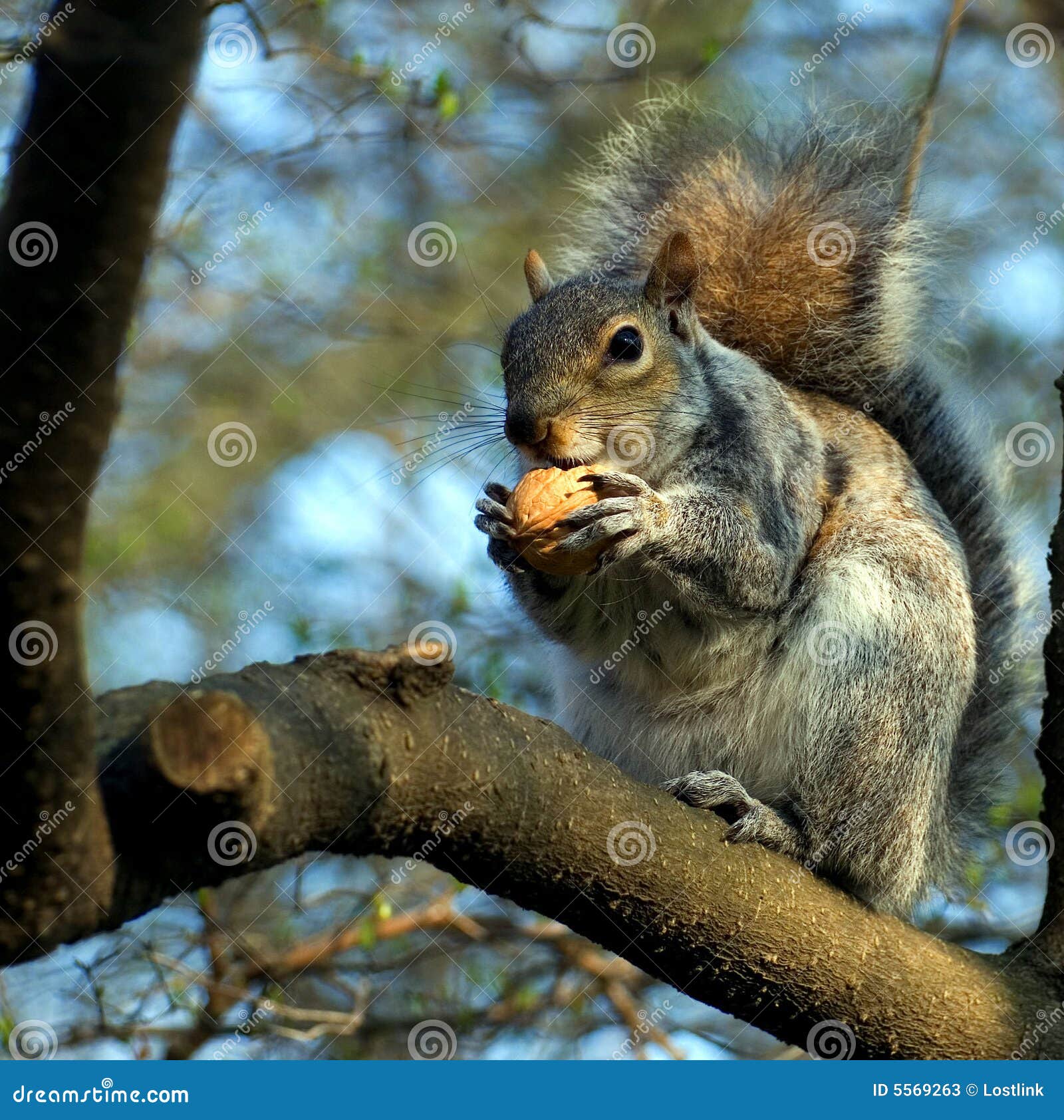 Squirrel on a Tree with Walnut in Paws Stock Image - Image of pretty ...