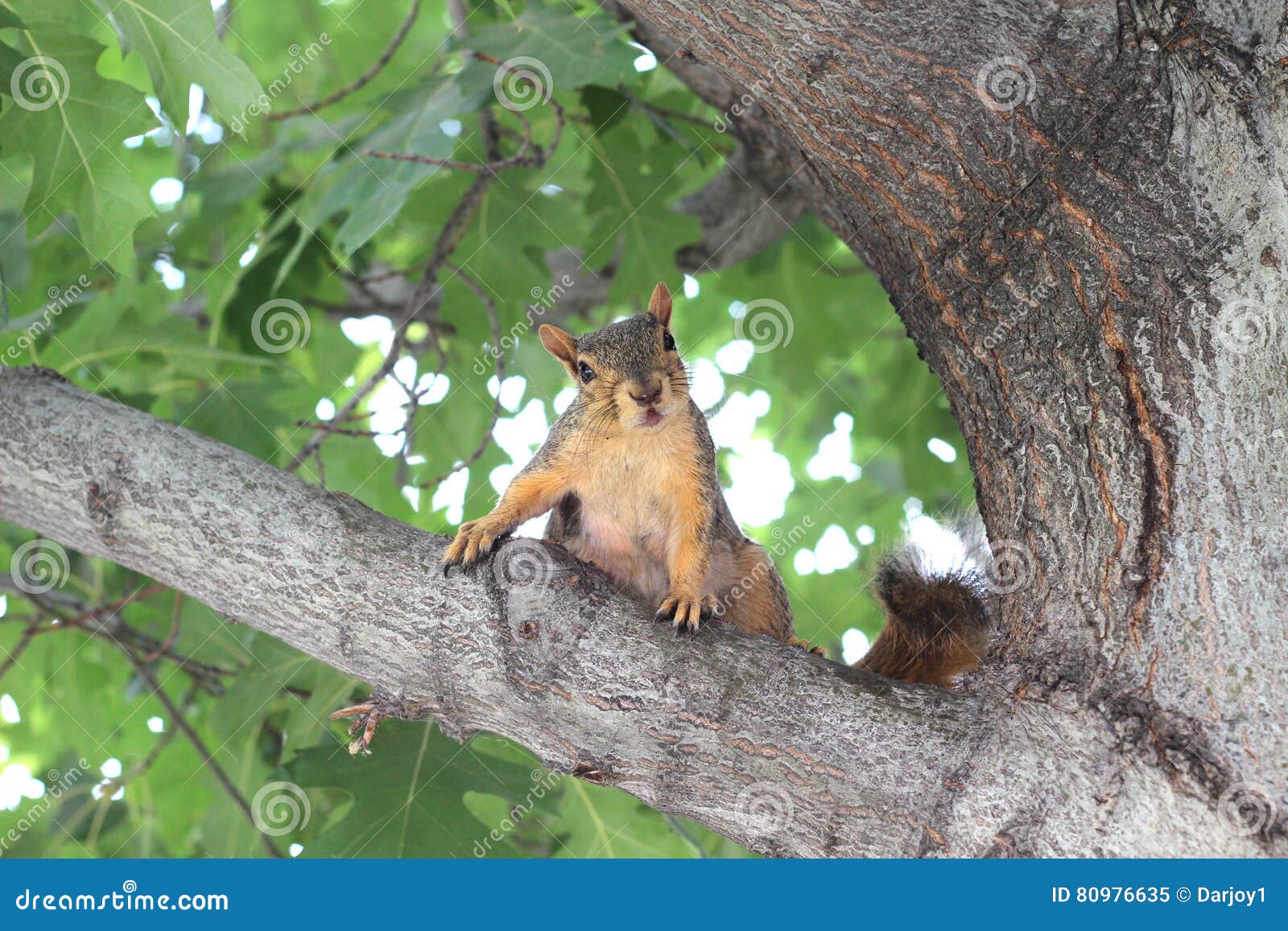Squirrel in tree stock image. Image of friendly, friends - 80976635