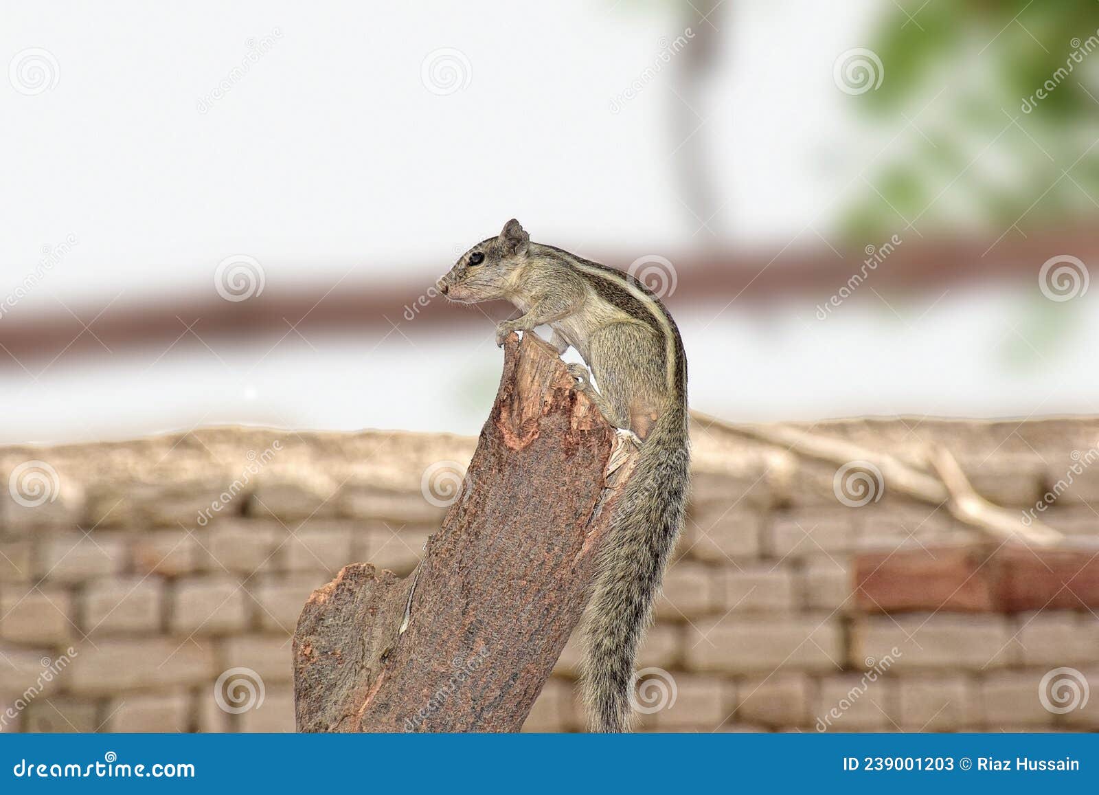 Squirrel in the Tree Wood so Relax with Blur Background Stock Image ...