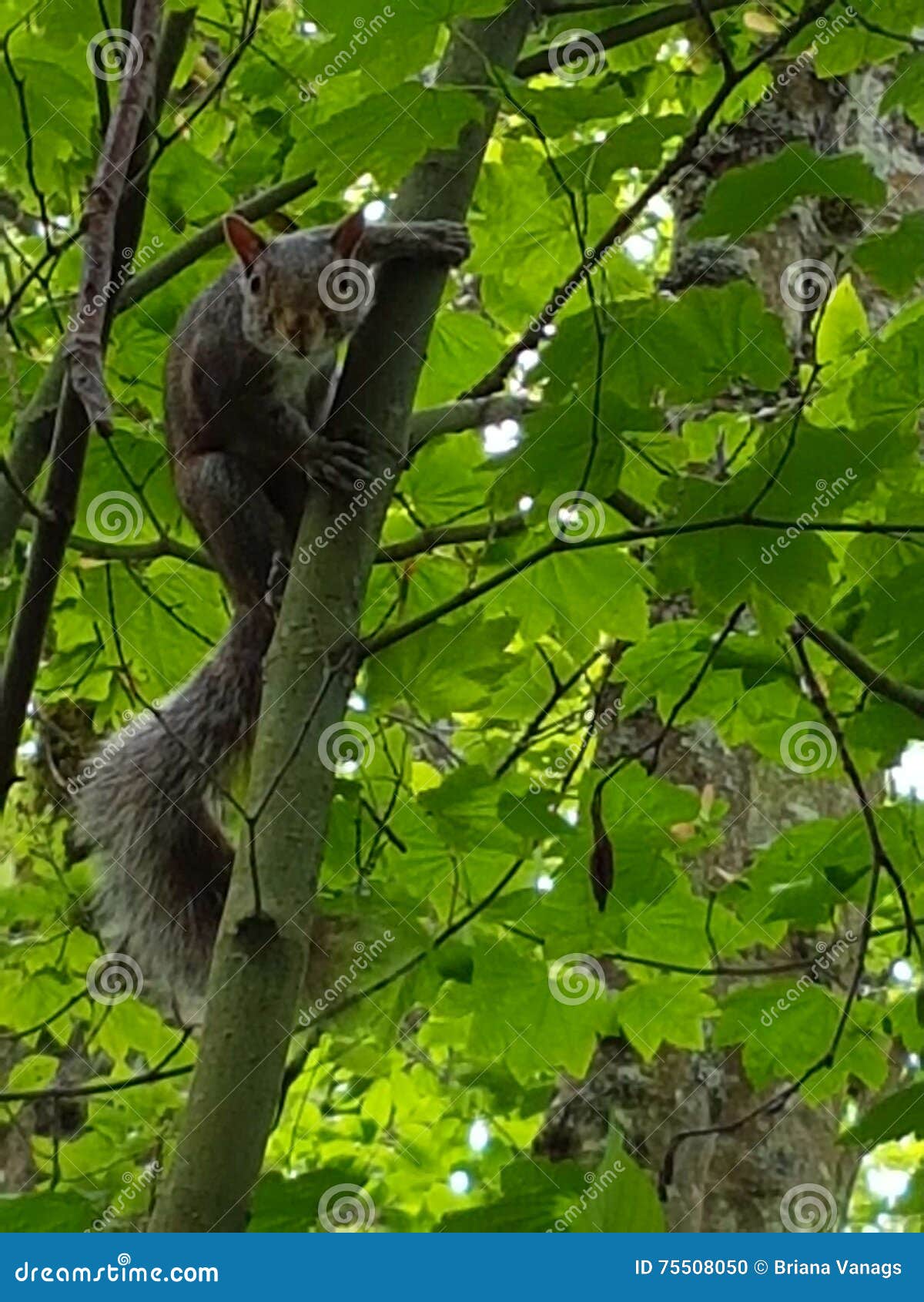 Squirrel trees animals stock photo. Image of trees, park - 75508050