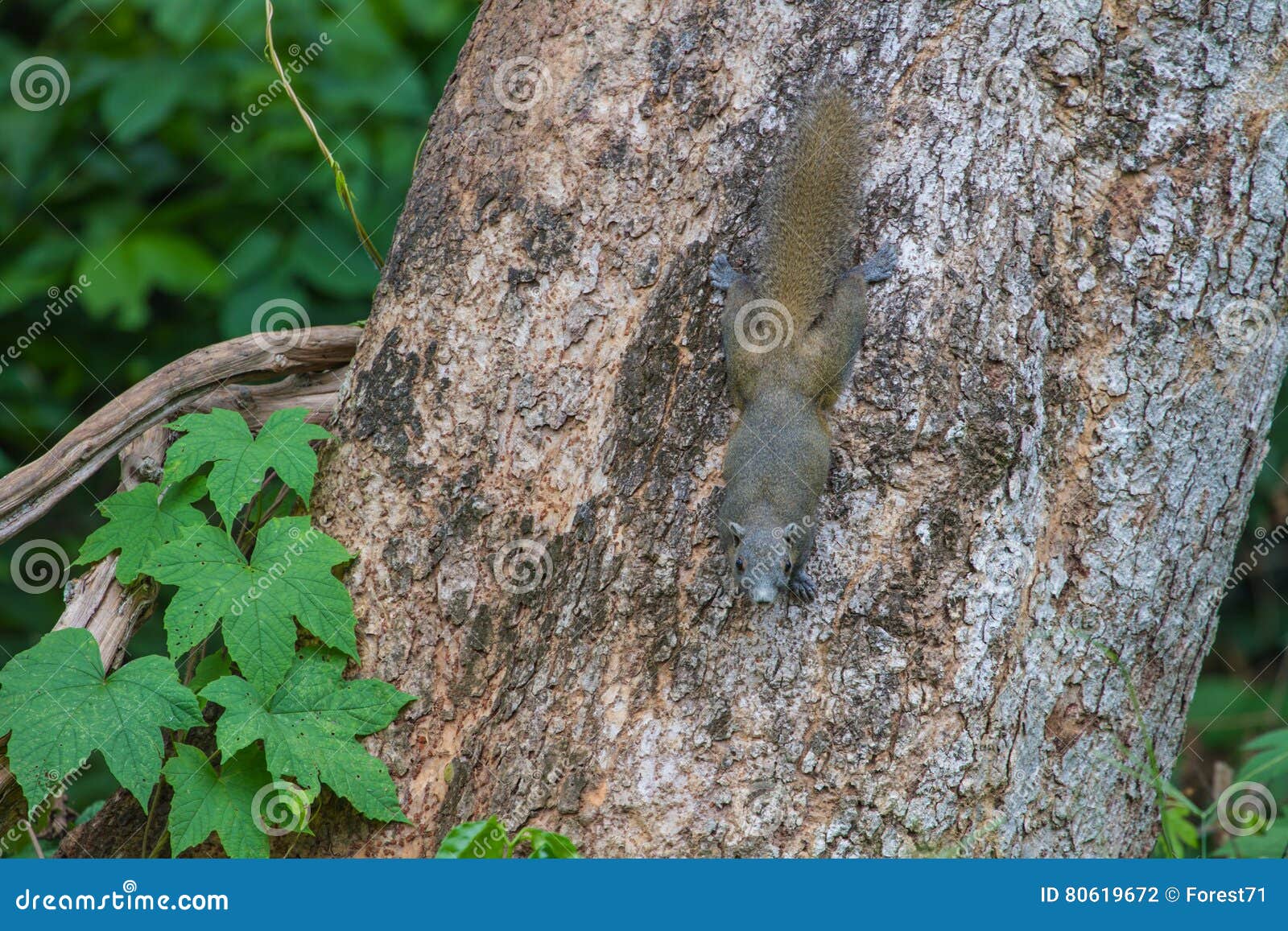 Squirrel in the Tropical Forests Stock Photo - Image of erythraeus ...