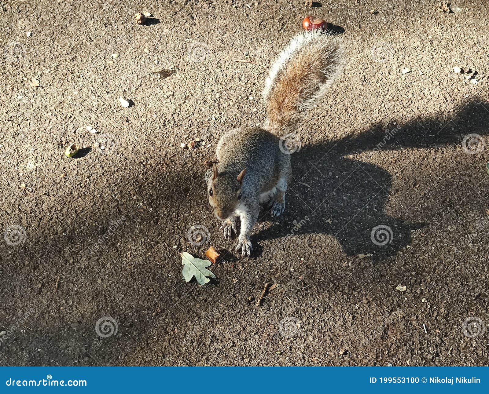 Squirrel in Tudor Barn Eltham Stock Photo - Image of animal, reptile ...