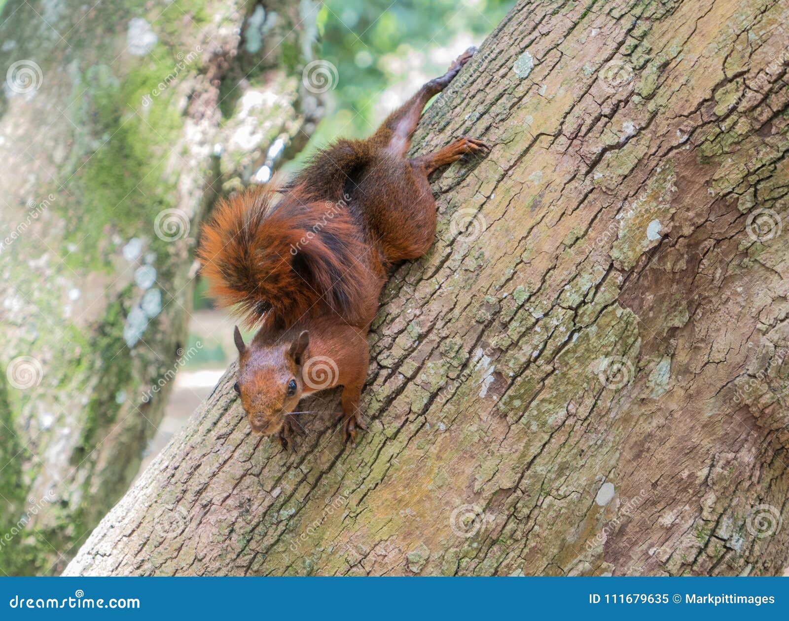 Squirrel Typical of Colombia Stock Image - Image of icon, black: 111679635