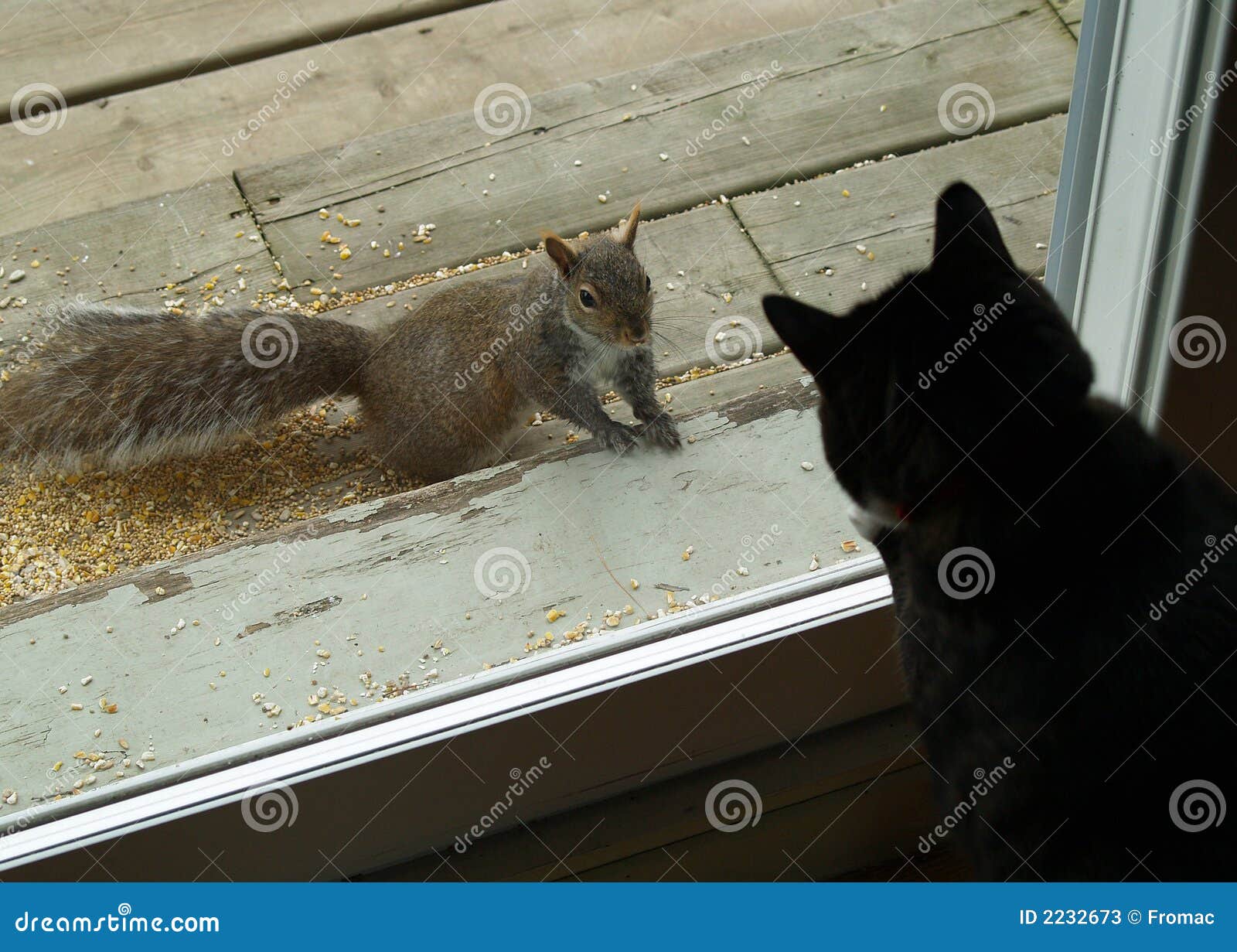 Cat Squirrel Window Stock Photos - Free & Royalty-Free Stock Photos ...