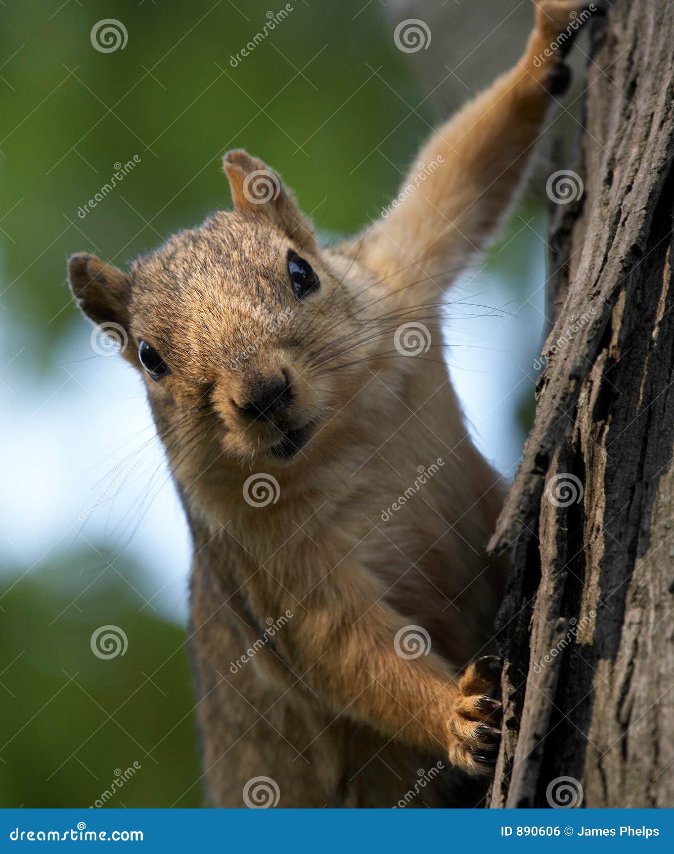 Squirrel up a Tree stock photo. Image of rodent, mammal - 890606