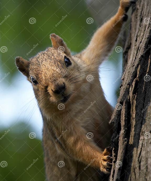Squirrel up a Tree stock photo. Image of rodent, mammal - 890606