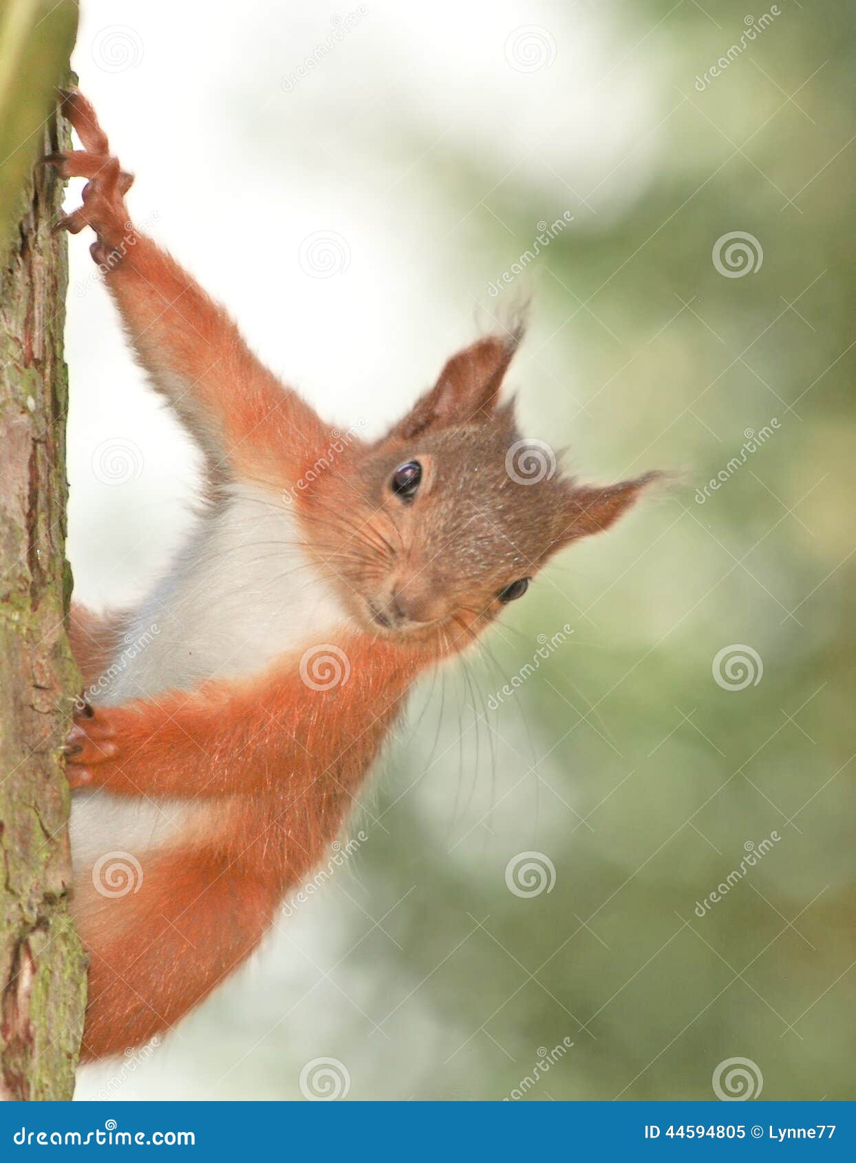 Squirrel up a tree stock image. Image of habitat, brown - 44594805