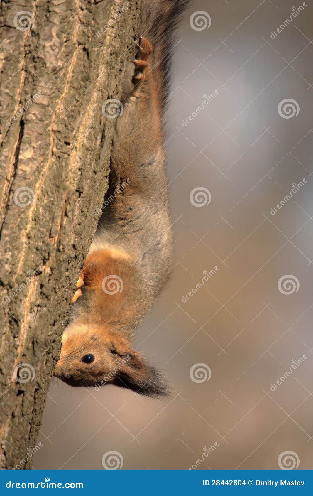 Squirrel upside down stock photo. Image of rodent, wild - 28442804