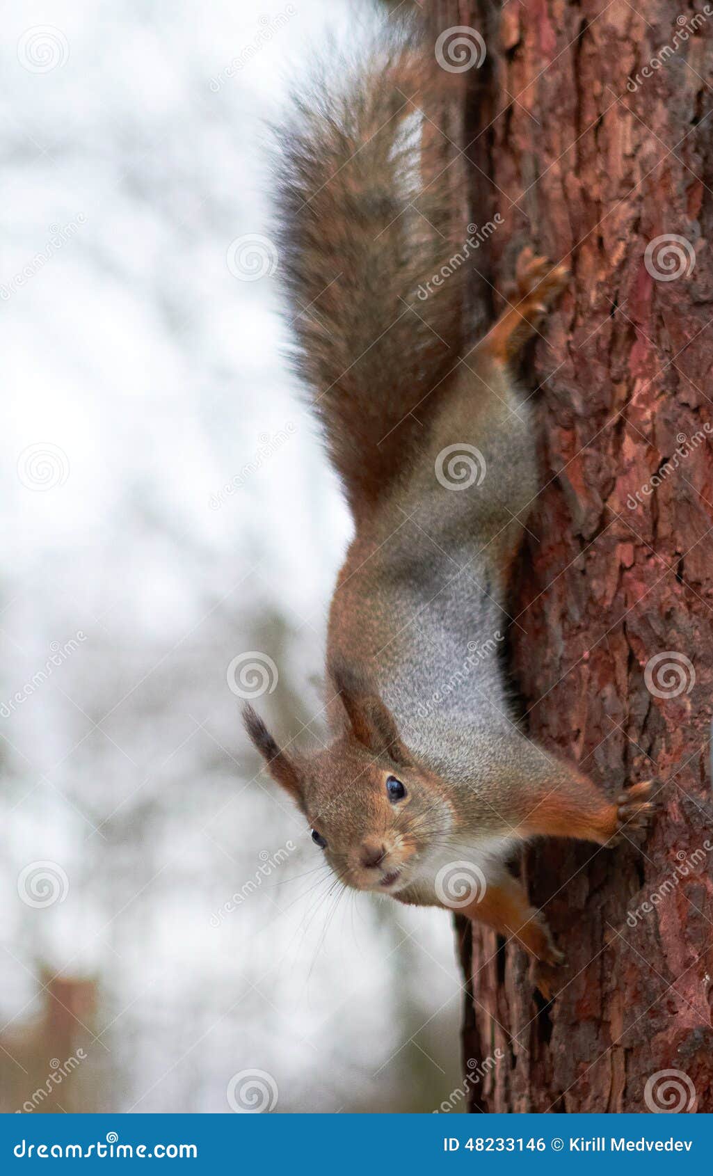 Squirrel Upside Down on a Tree in the Forest Stock Photo - Image of ...