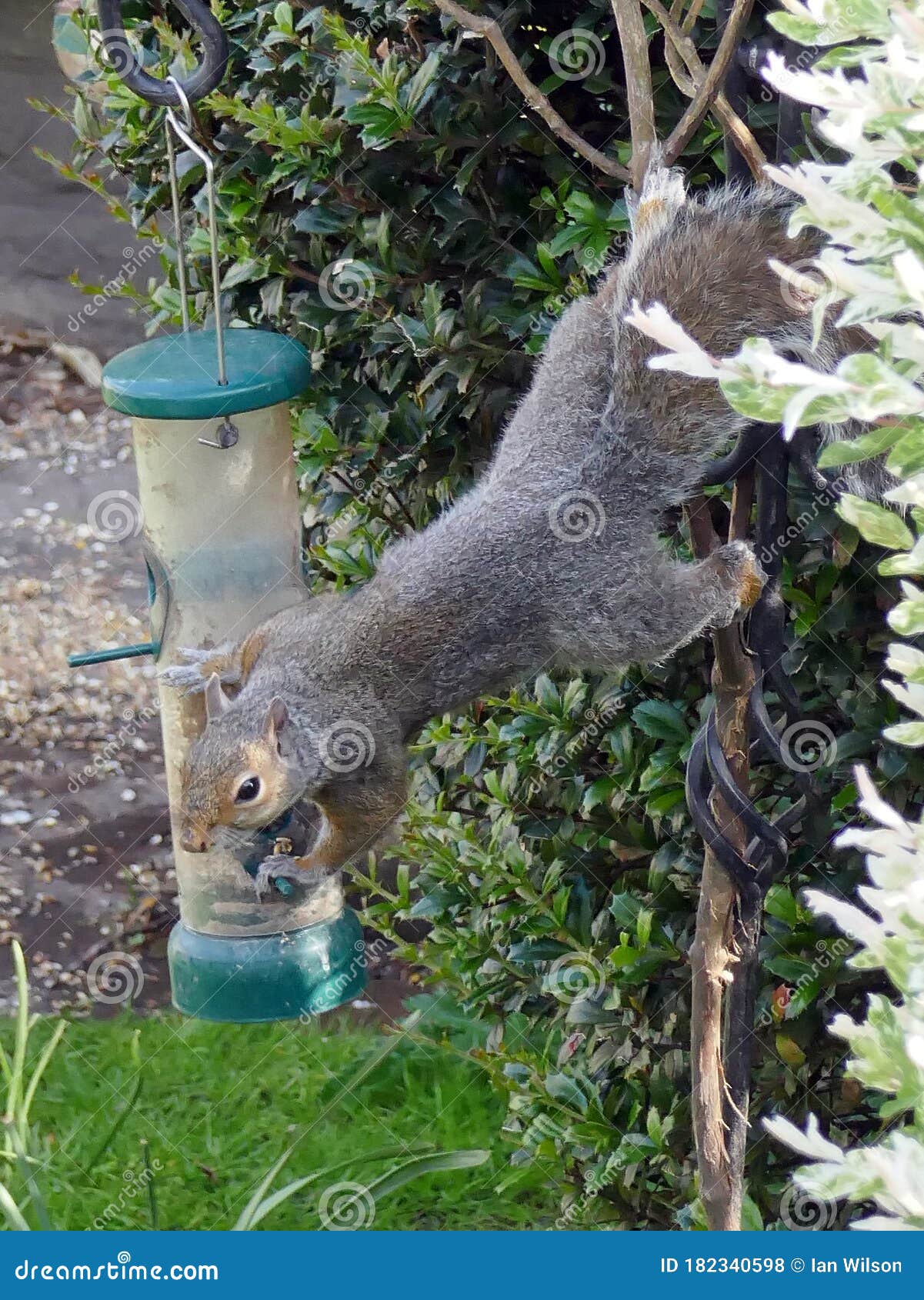 Squirrel on a bird feeder stock photo. Image of gray - 182340598