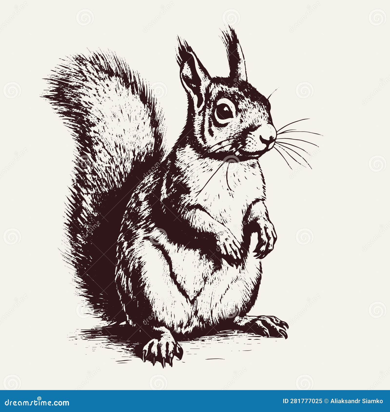 Squirrel Vector Drawing. Isolated Hand Drawn, Engraved Style ...