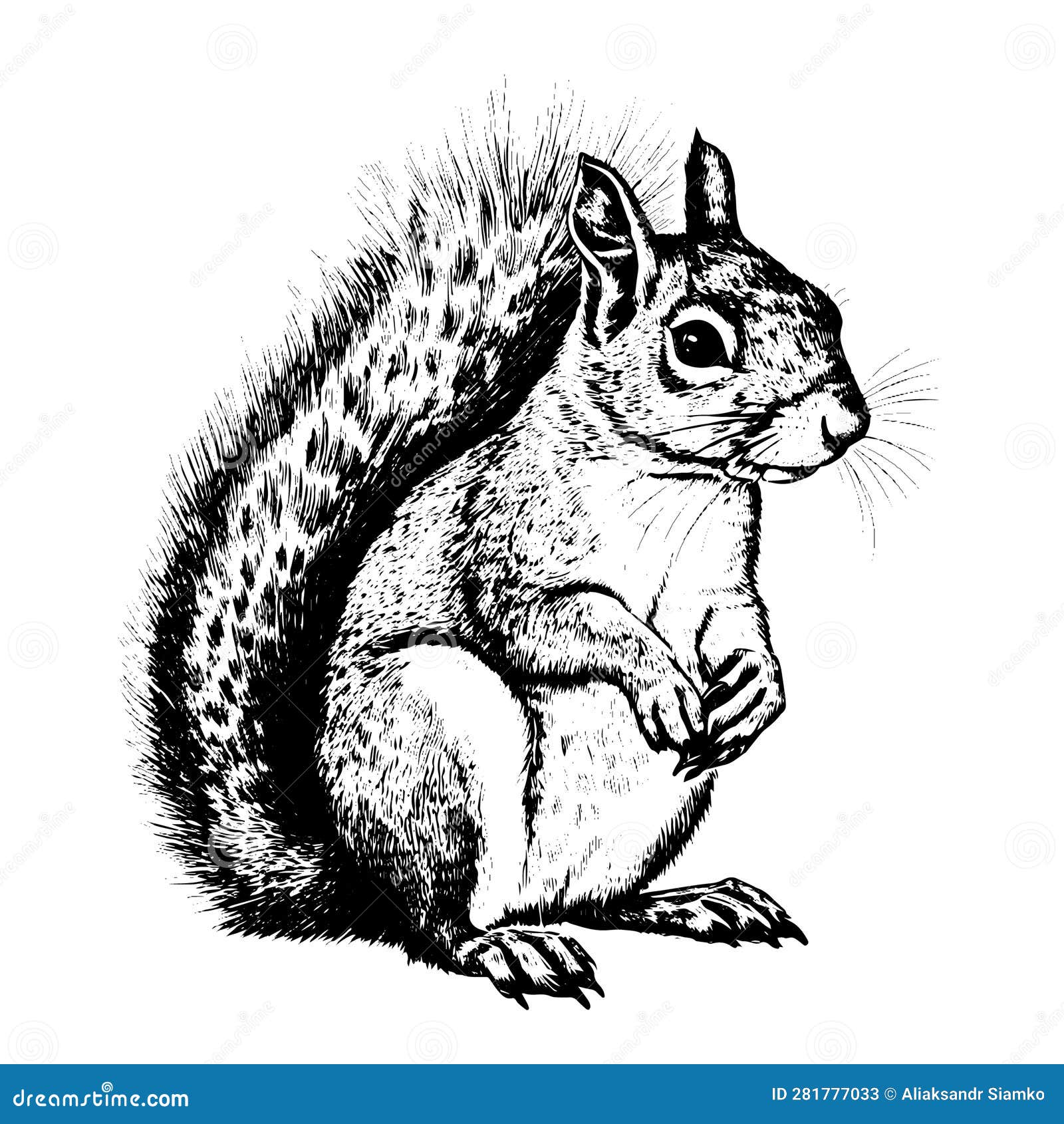 Squirrel Vector Drawing. Isolated Hand Drawn, Engraved Style ...