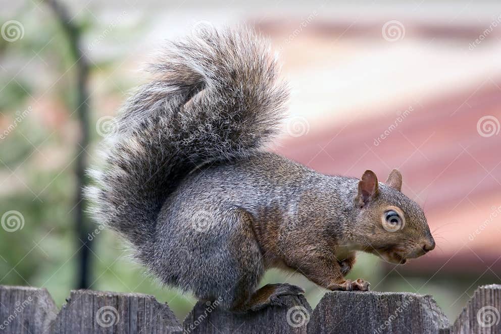 Squirrel visit stock image. Image of curly, back, torn - 1400091