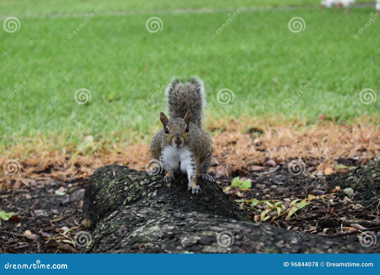 Squirrel Waiting and Hoping Stock Photo - Image of furry, wildlife ...