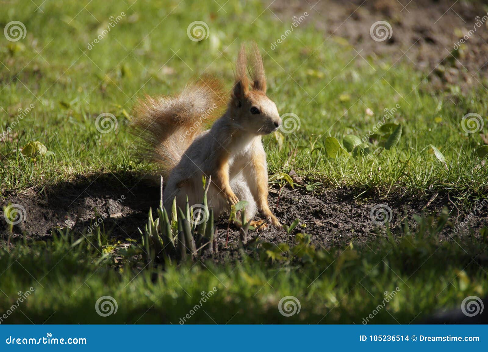 Squirrel on the walk. stock photo. Image of squirrel - 105236514