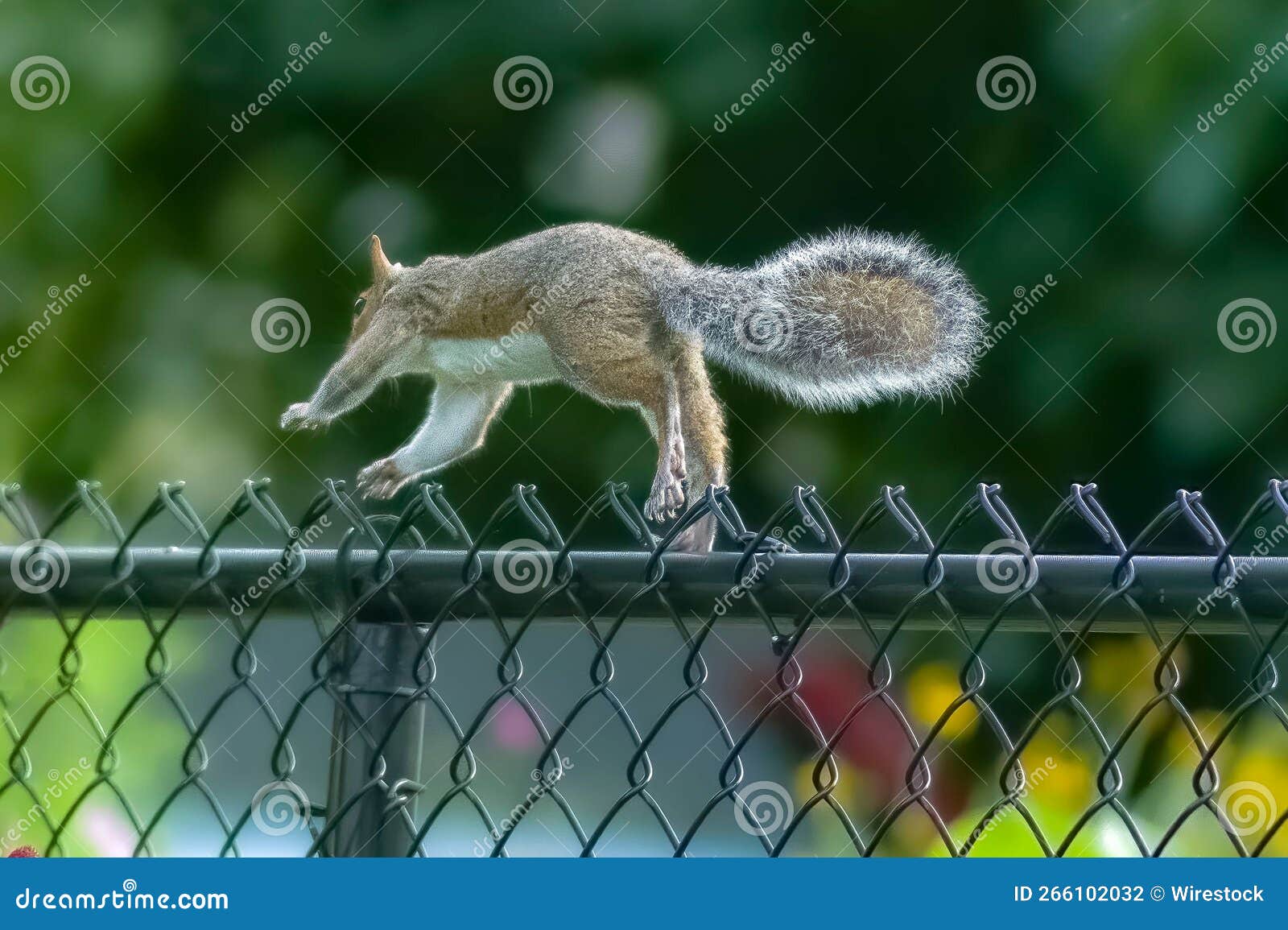 Squirrel Walking Along the Fence in the Woods Stock Photo - Image of ...