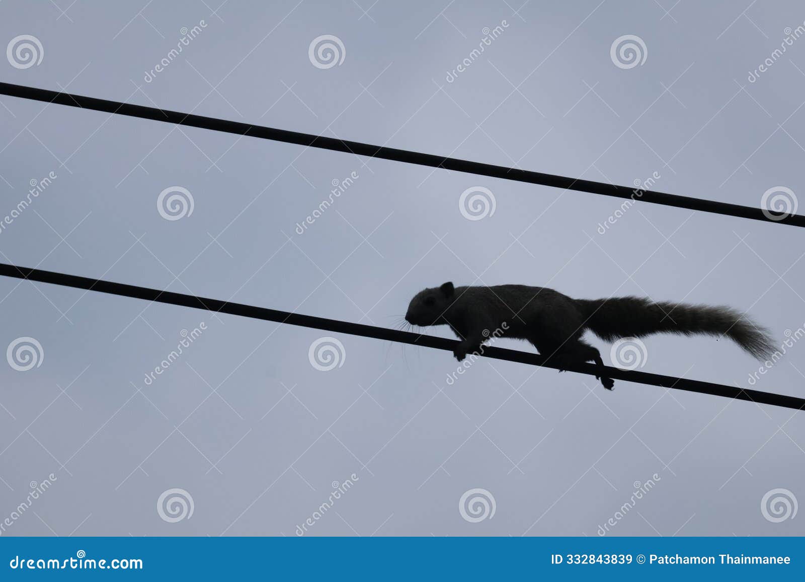 Squirrel Walking on Electrical Wires Squirrel Running on Electrical ...