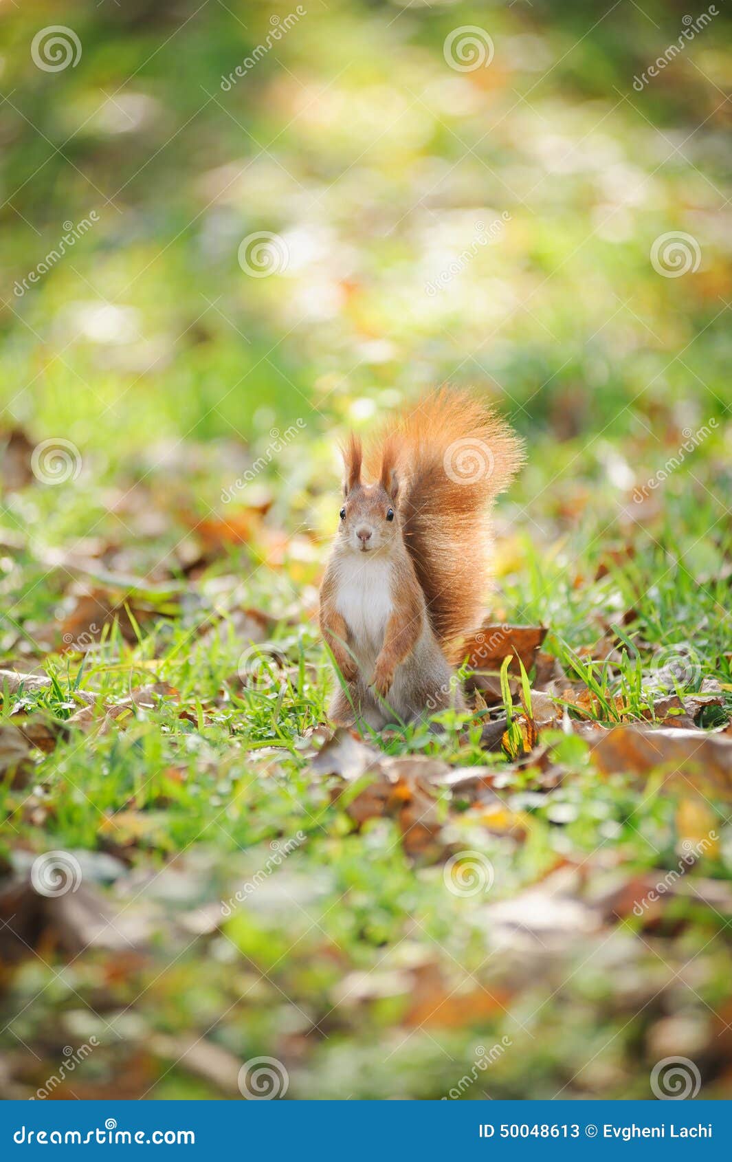 Squirrel stock image. Image of brown, foreground, focus - 50048613