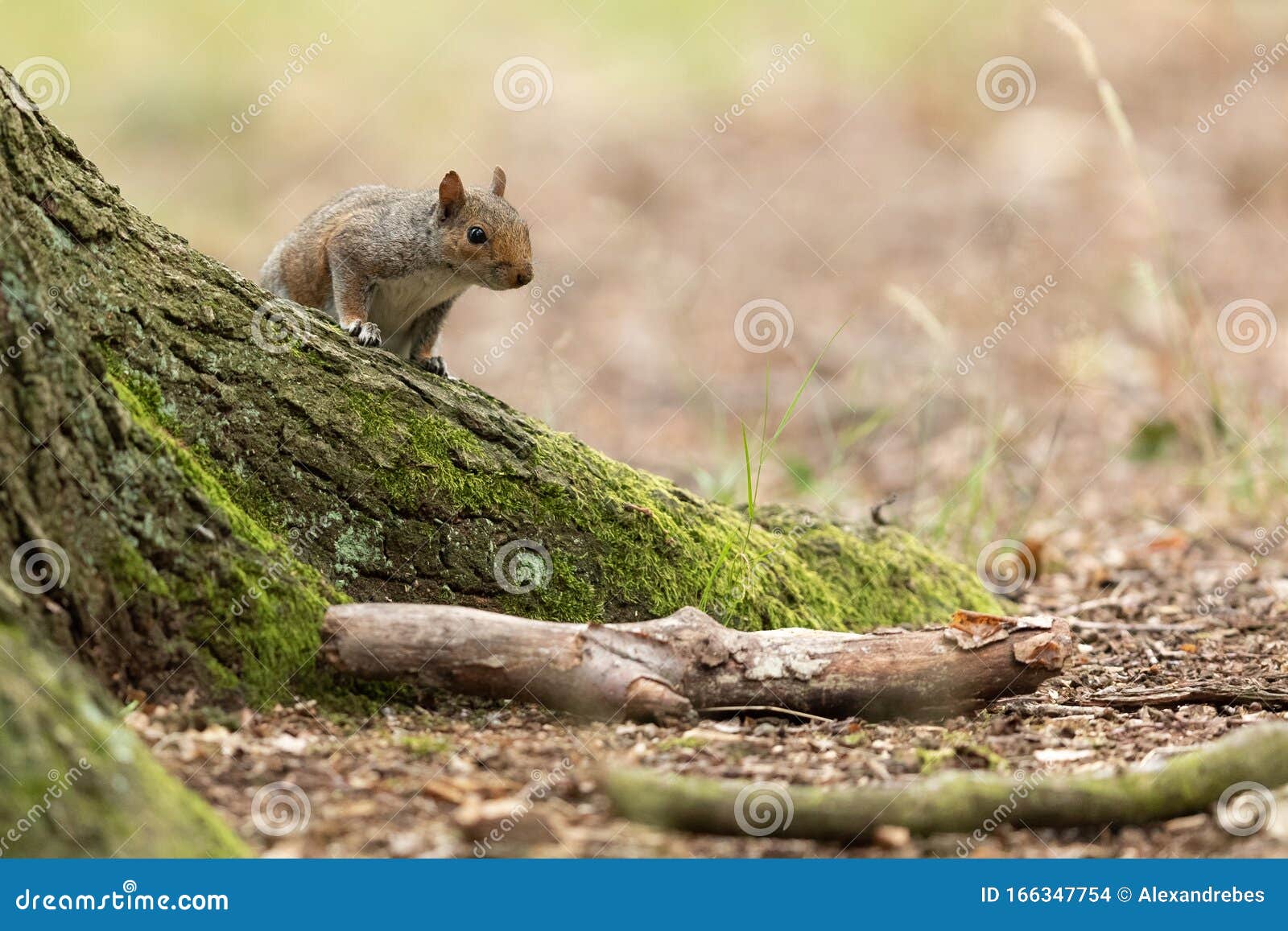 Squirrel Walking in the Forest Stock Photo - Image of furry, brown ...