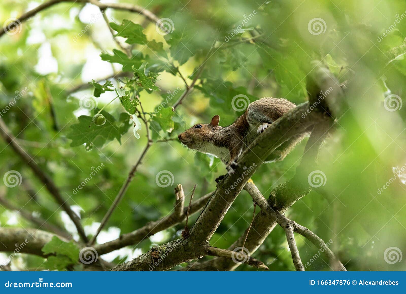 Squirrel Walking in the Forest Stock Photo - Image of park, mammal ...
