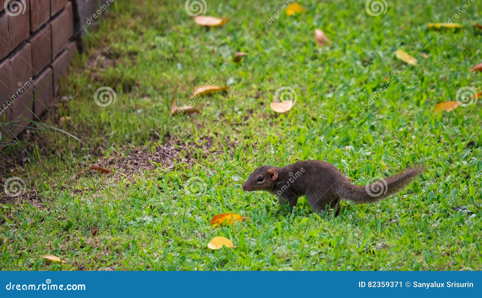 Squirrel Walking on Green Grass Stock Image - Image of park, wall: 82359371