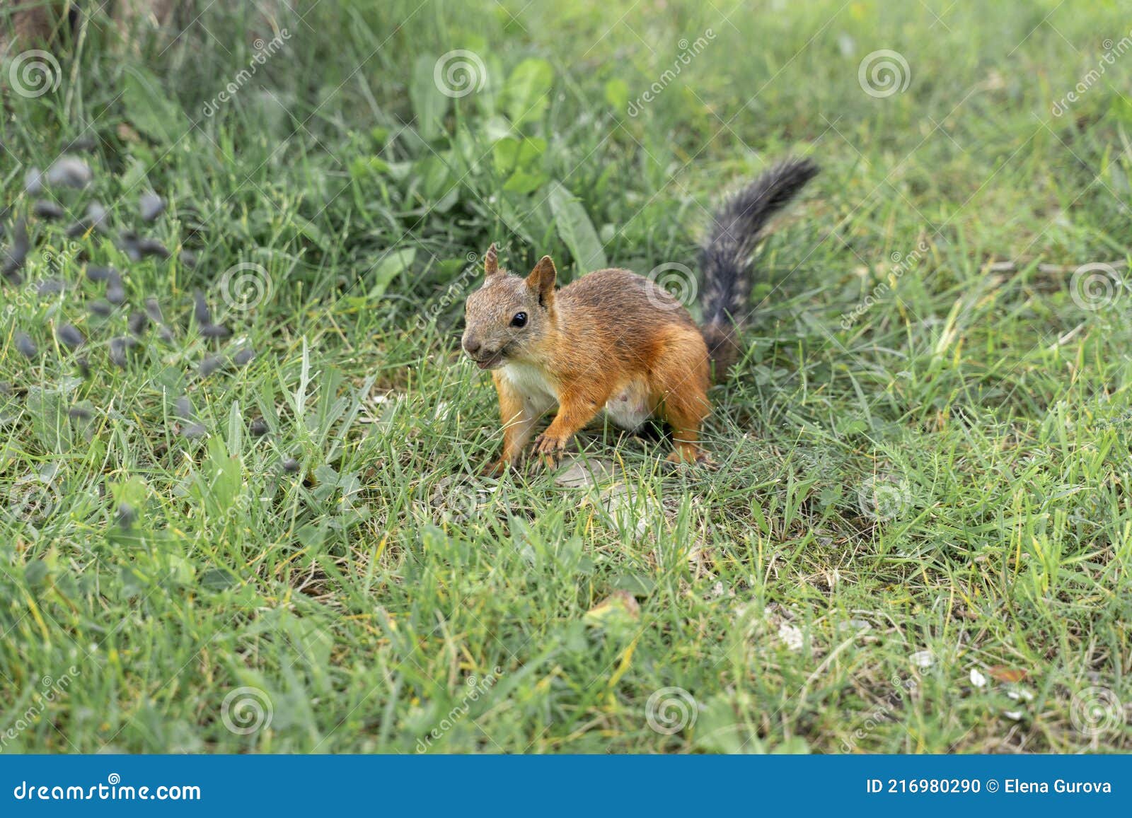 Squirrel is Walking on Green Grass in Park. Stock Photo - Image of ...