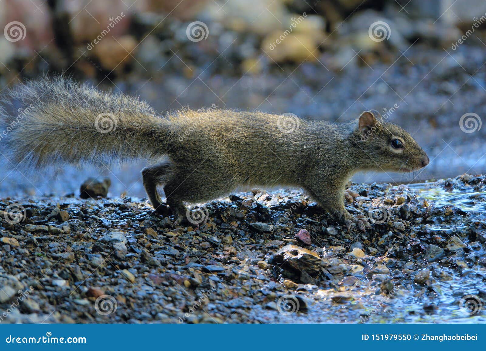 Squirrel stock photo. Image of squirrel, wild, rodent - 151979550