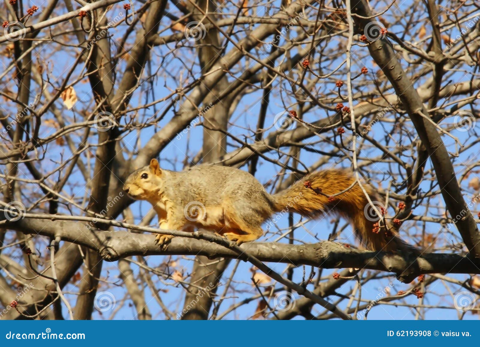 A Squirrel Walking on the Tree Branch. Stock Photo - Image of walking ...