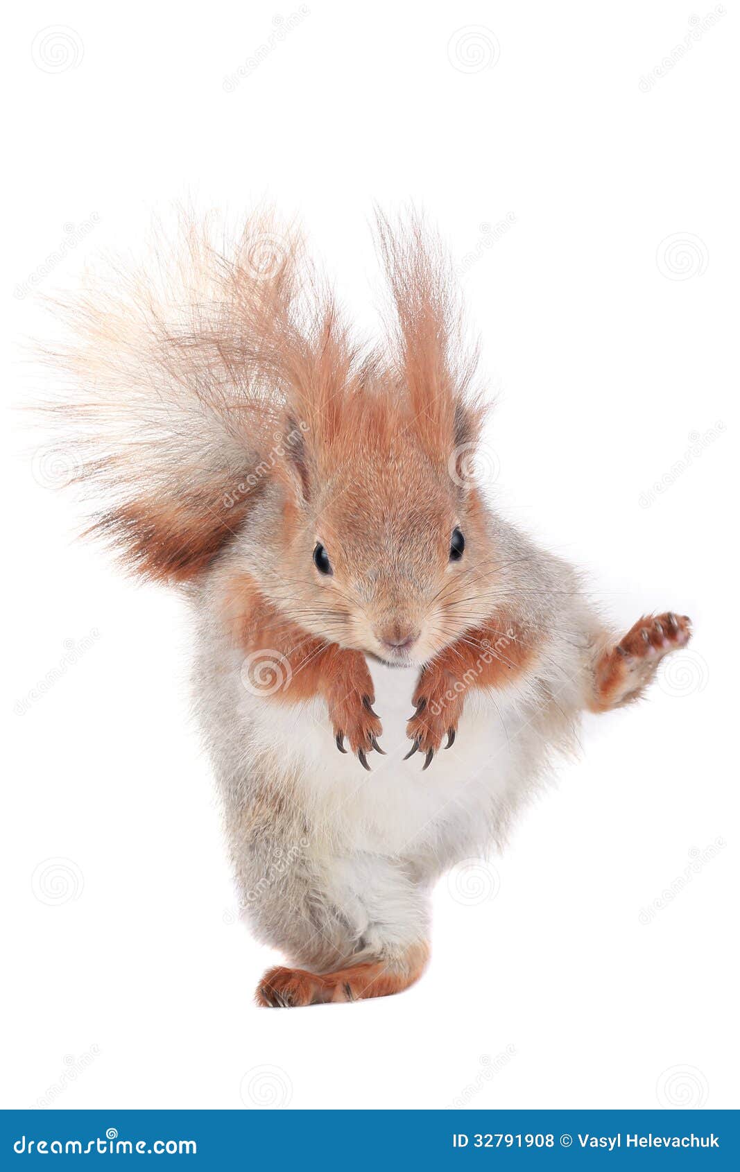 1,635 Walking Squirrel Stock Photos - Free & Royalty-Free Stock Photos ...