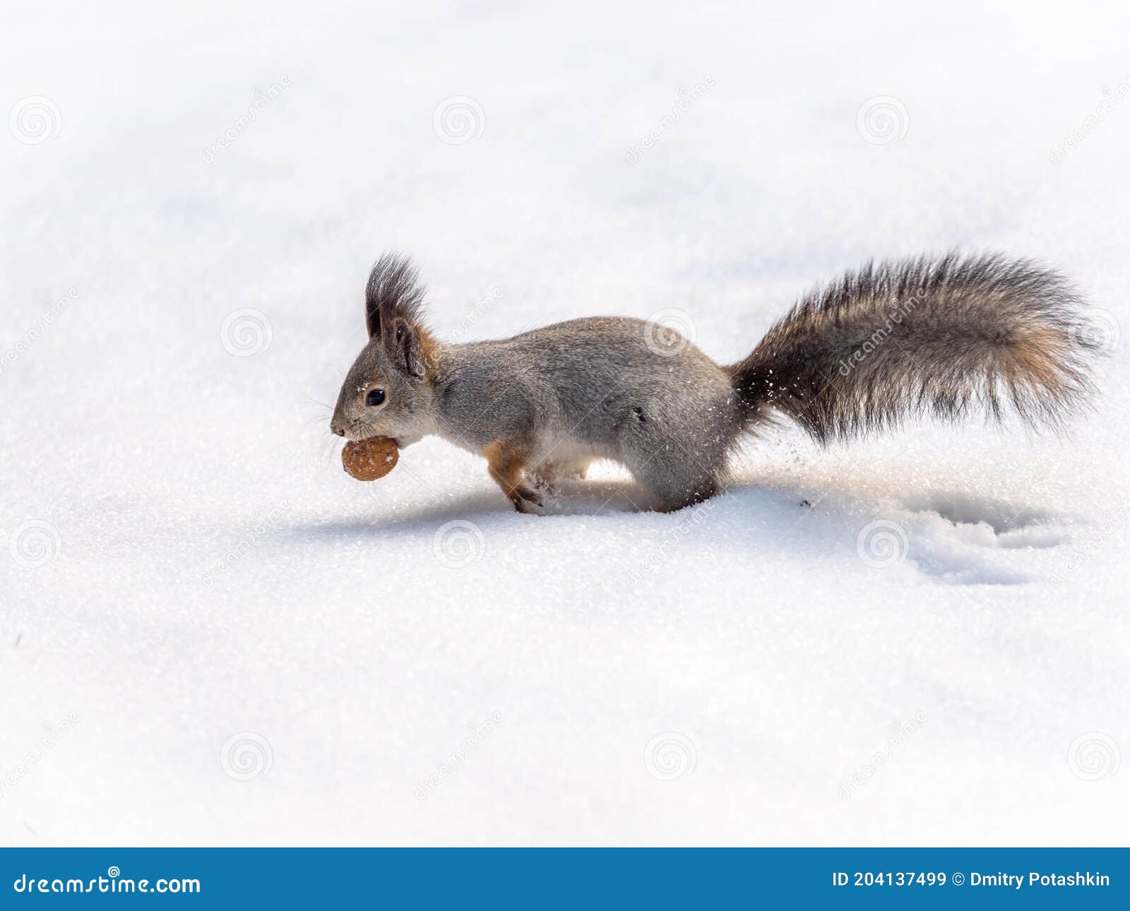 A Squirrel with a Walnut in Its Teeth Quickly Runs through the White ...