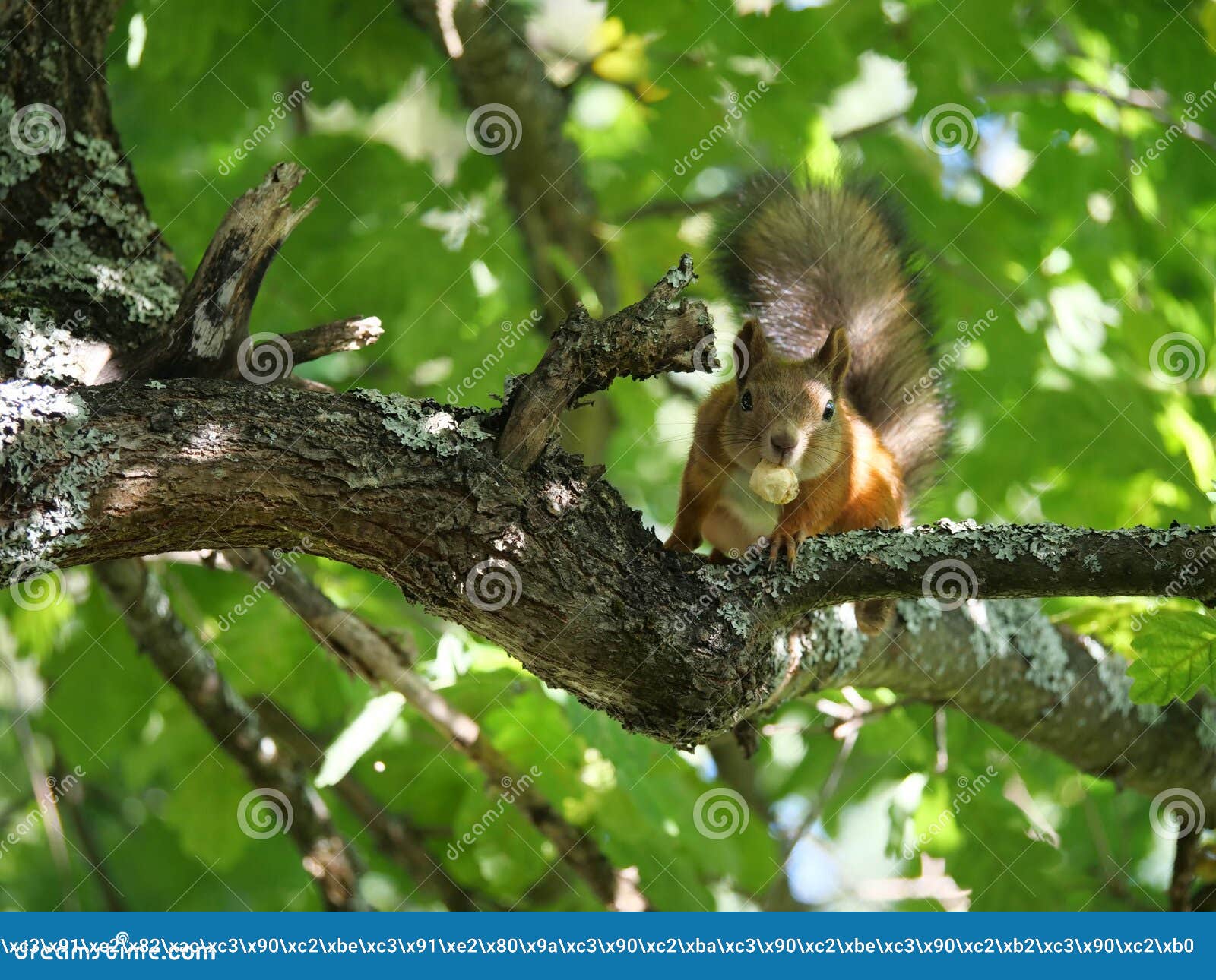 Squirrel with Walnut on an Oak Branch among the Foliage Stock Photo ...