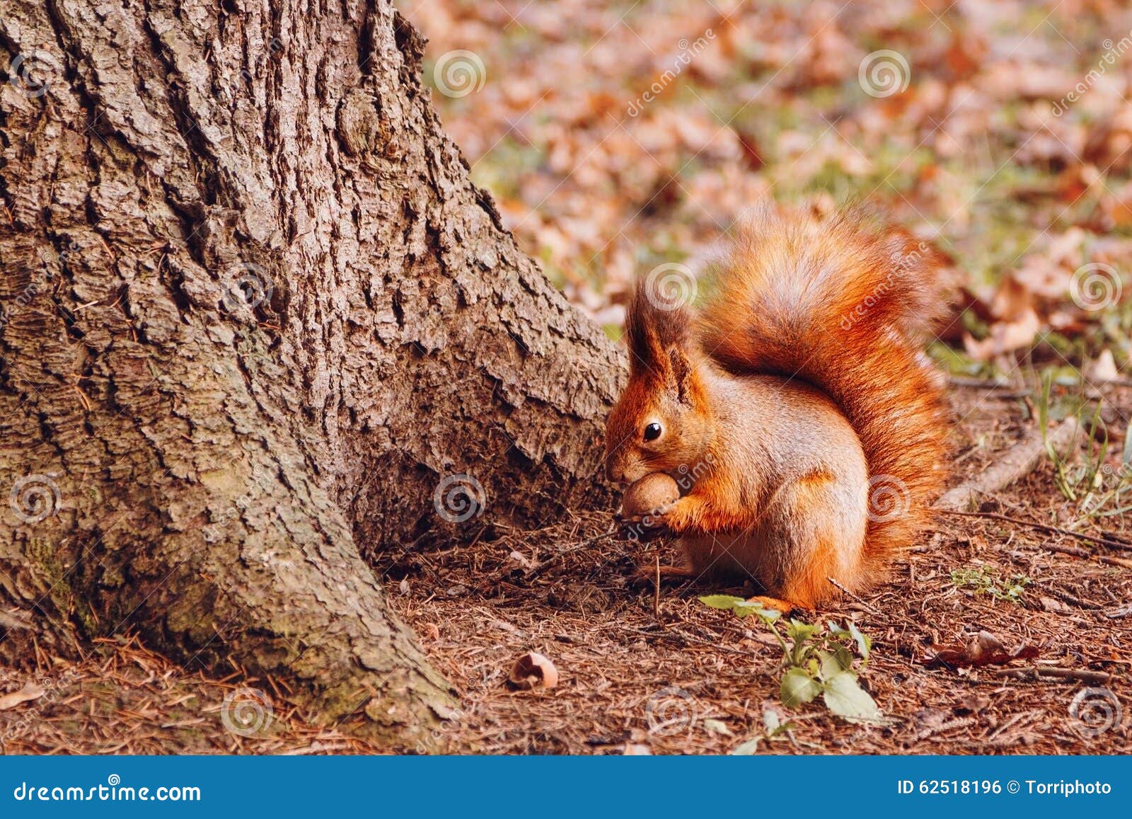 Squirrel with walnut stock photo. Image of tree, squirrel - 62518196