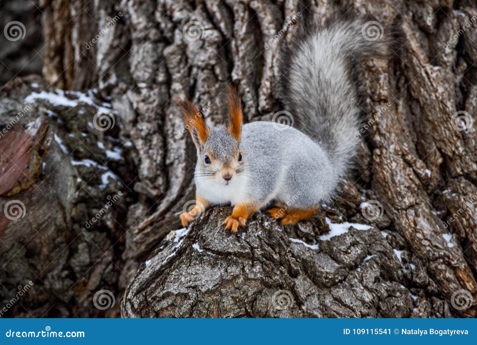 Squirrel Was Frightened of People Stock Image - Image of samara ...