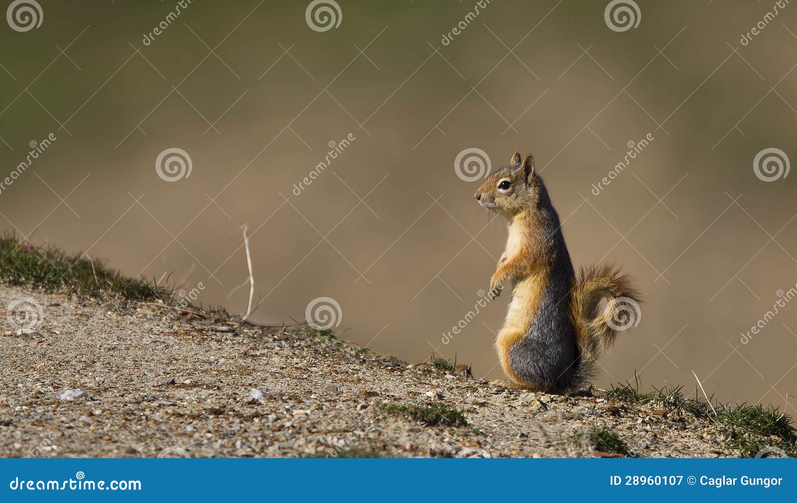 Squirrel on the Watch stock image. Image of sciurus, watch - 28960107