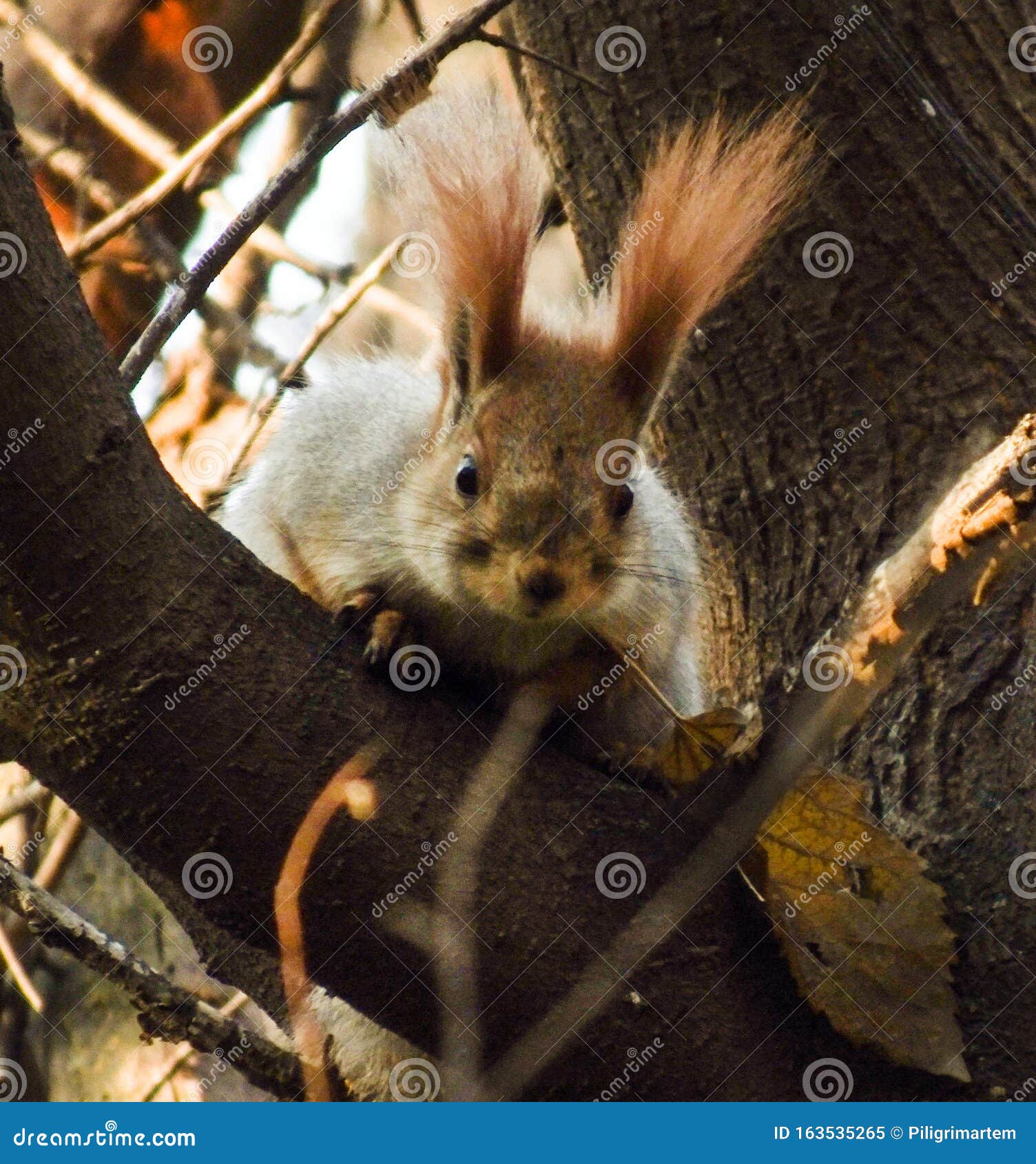 Squirrel Watches from a Tree Stock Image - Image of plant, nature ...