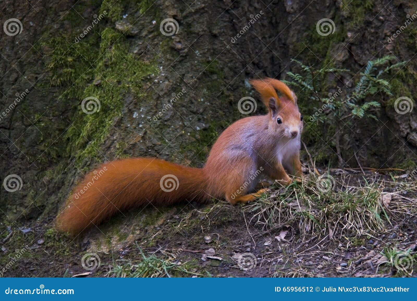 Squirrel on a windy day stock photo. Image of eating - 65956512