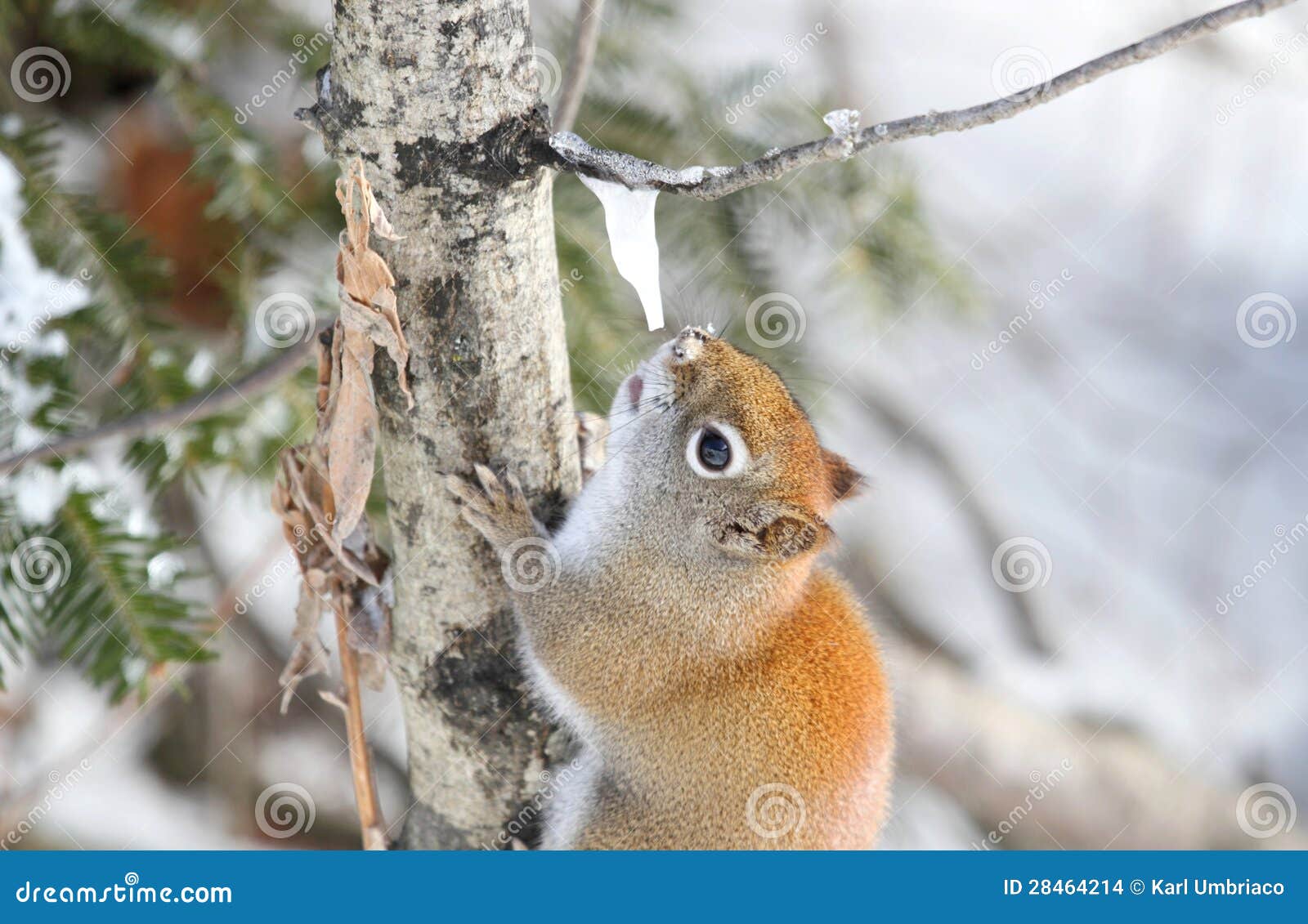 Squirrel in winter stock photo. Image of tree, rodent - 28464214