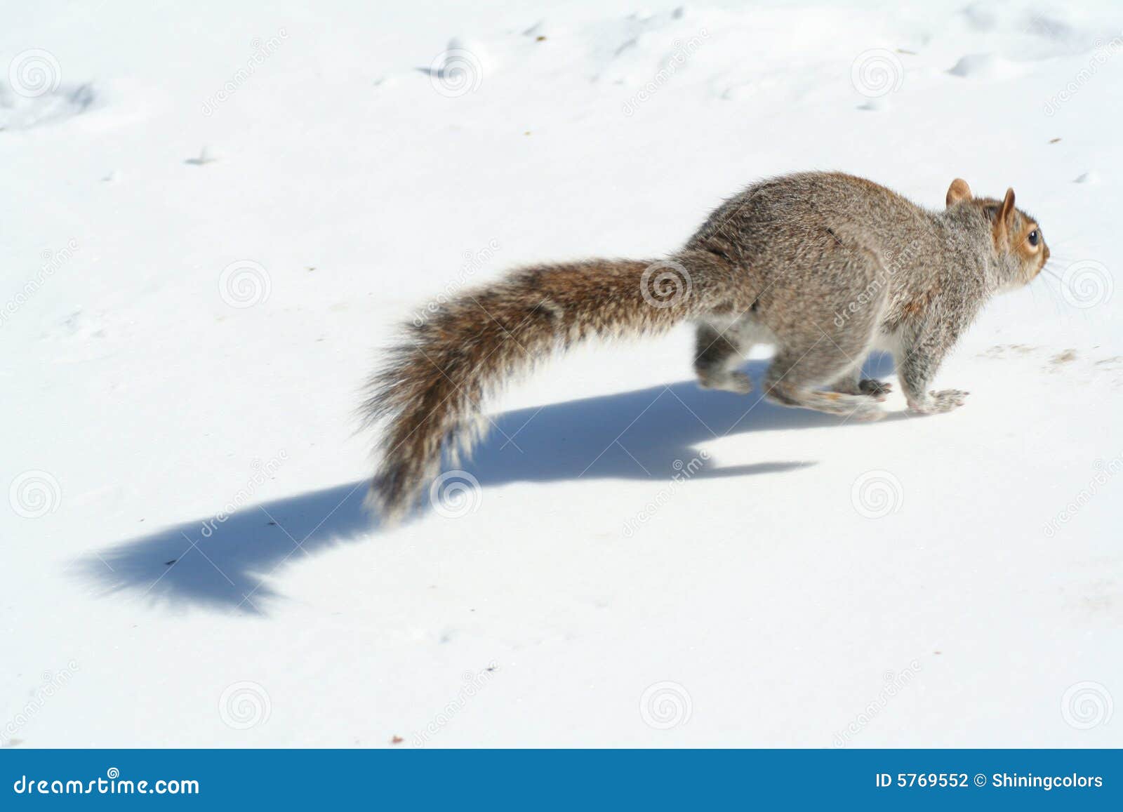 Squirrel in Winter stock photo. Image of speed, city, central - 5769552