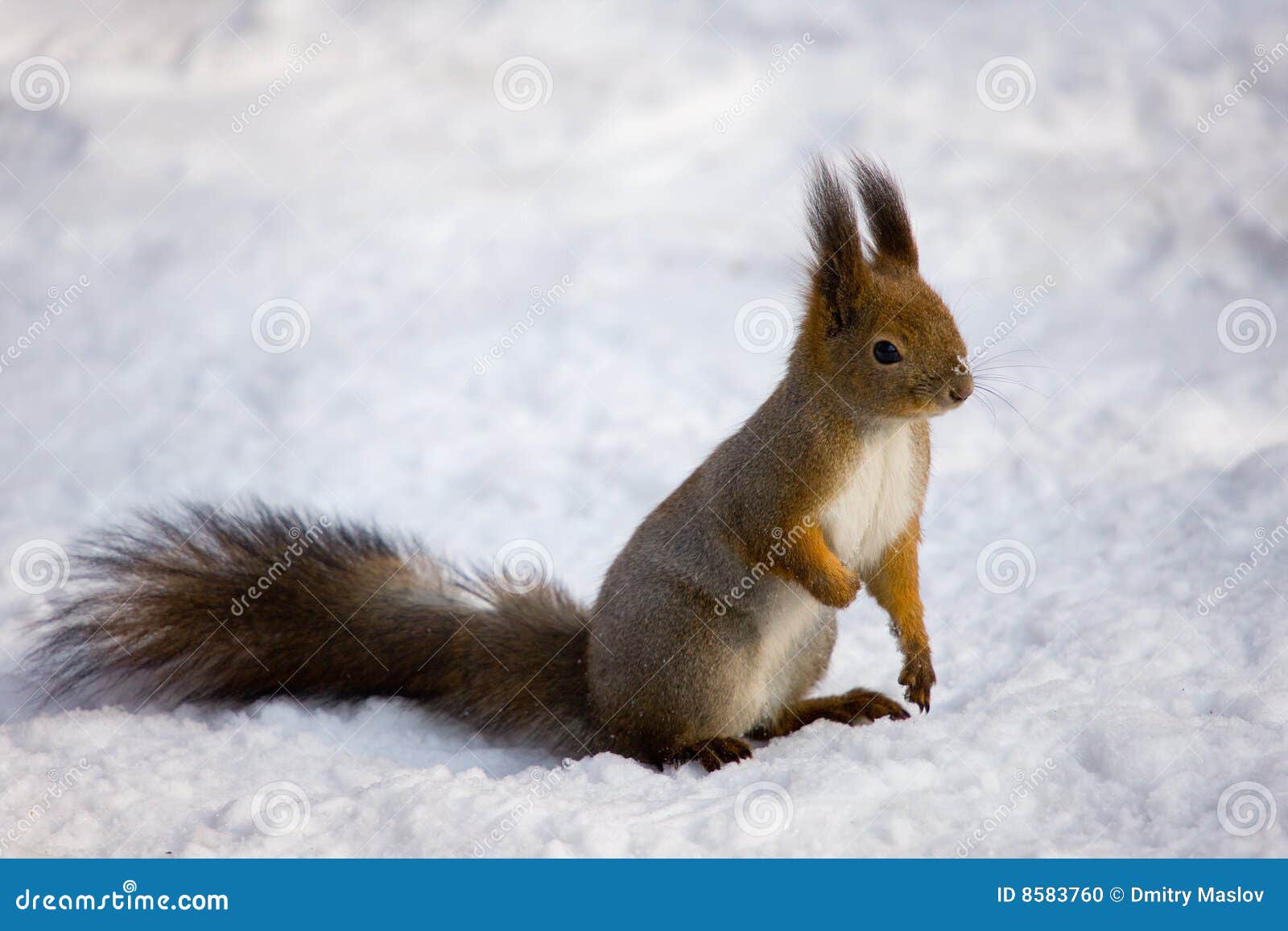 Squirrel in winter stock photo. Image of mammal, cold - 8583760