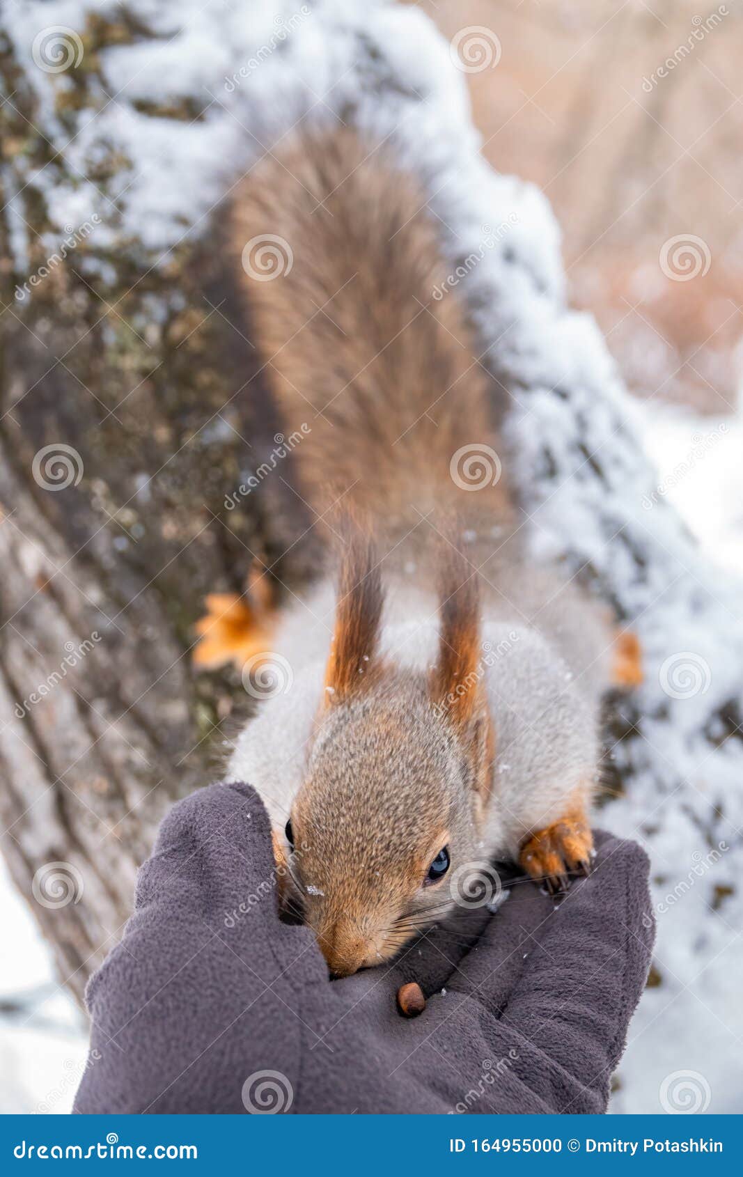 Squirrel Eating Nuts from Palm Stock Photo - Image of close, hand ...