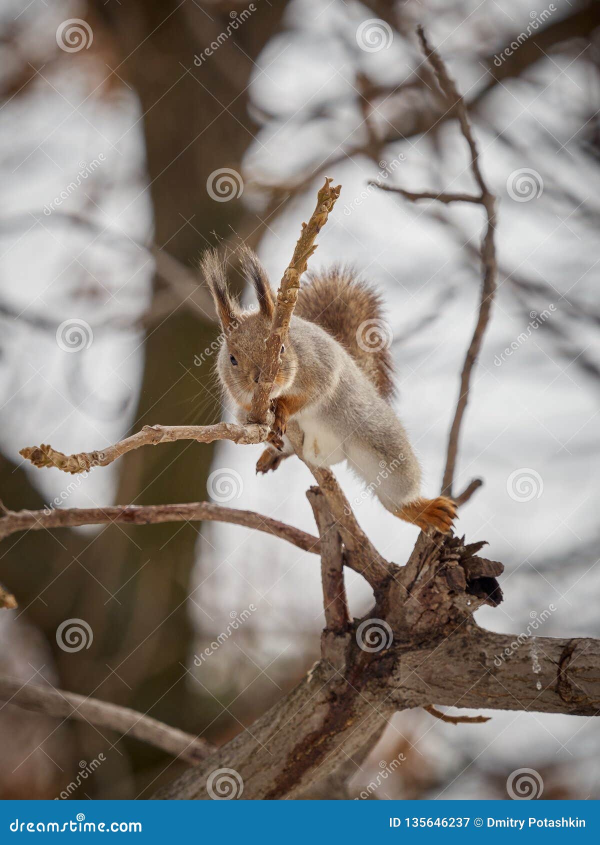 Squirrel Deftly Jumps Along the Branches Stock Image - Image of branch ...