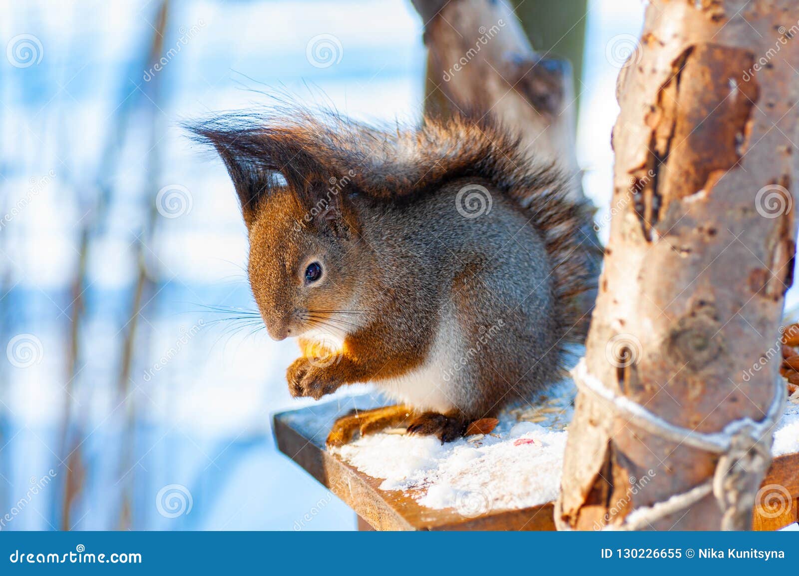 Squirrel in Winter on a Tree Stock Image - Image of looking, animal ...