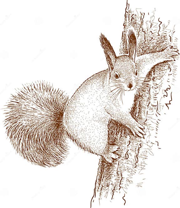 Squirrel in the wood stock vector. Illustration of drawn - 54775265