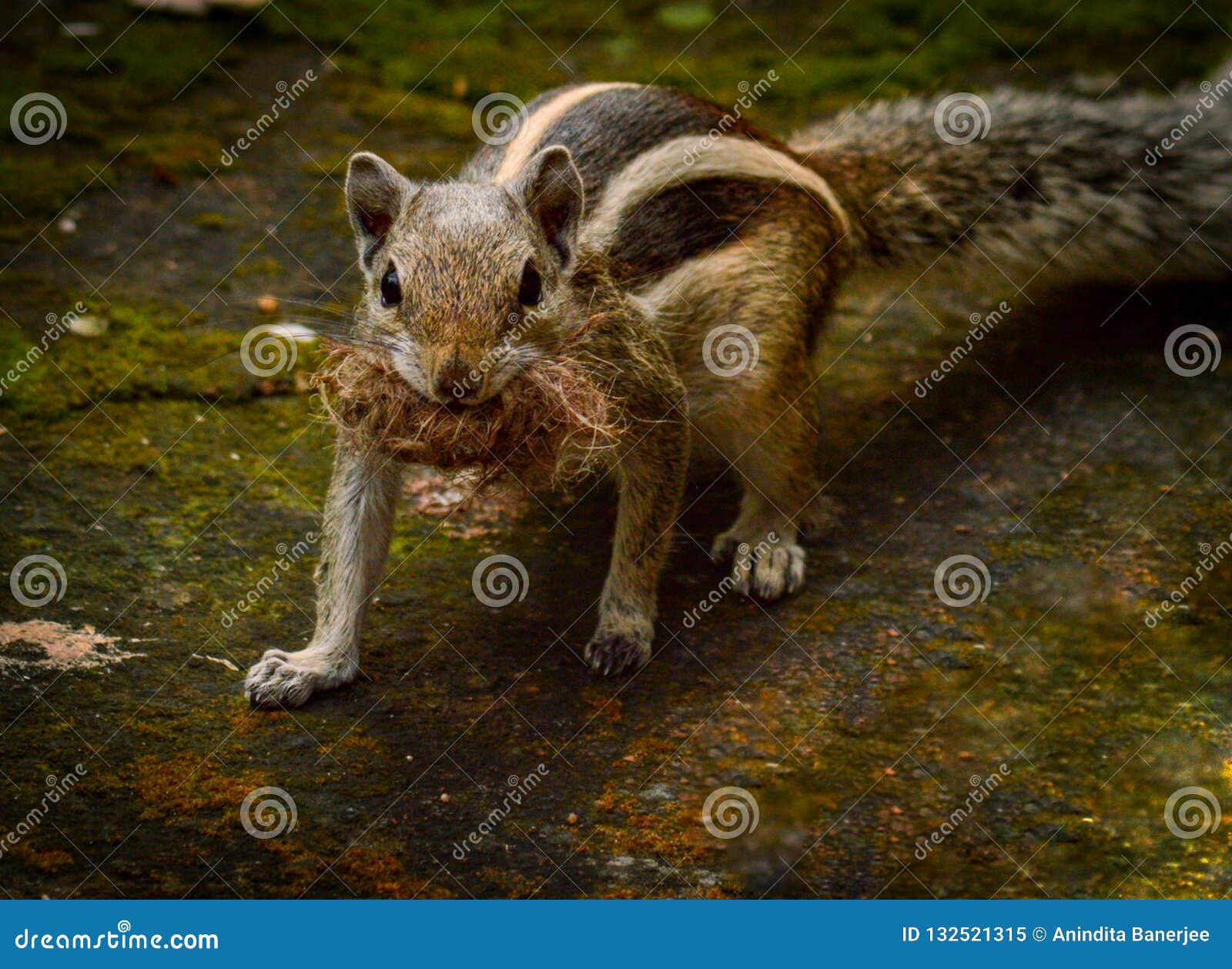 Squirrel at Work from My Home Garden Stock Image - Image of garden ...