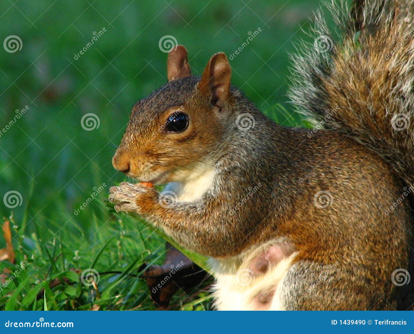Squirrel - Working Mom stock photo. Image of nuts, wildlife - 1439490