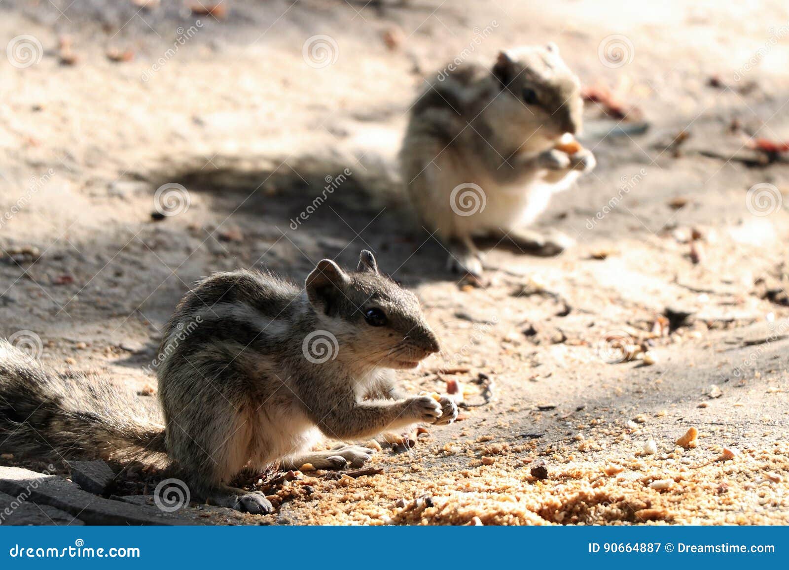 Squirrel worshiping God stock image. Image of beautiful - 90664887