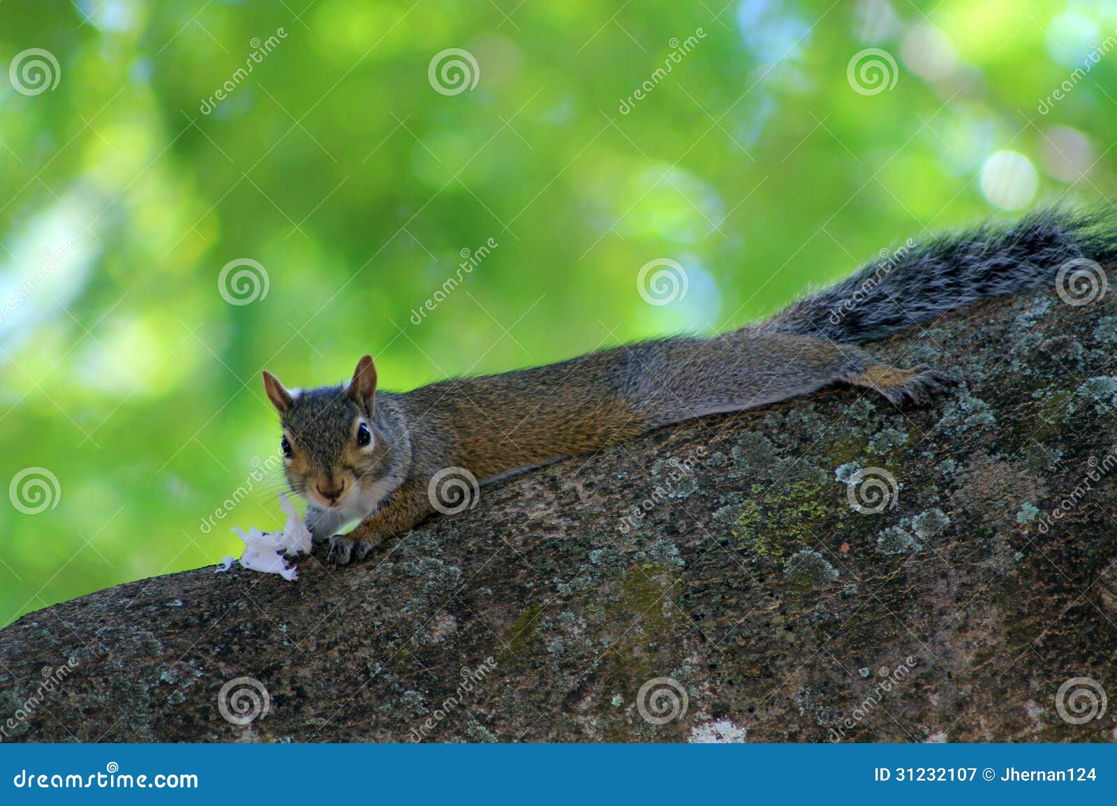 Squirrel and wrapper stock image. Image of mammal, miami - 31232107