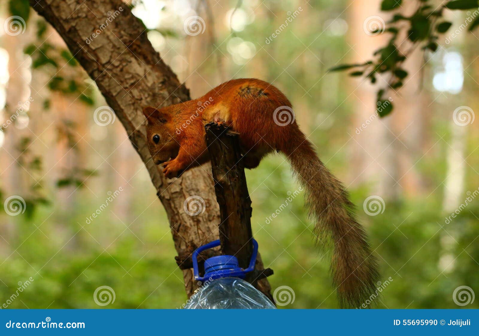 Squirrel stock photo. Image of city, cones, curiosity - 55695990
