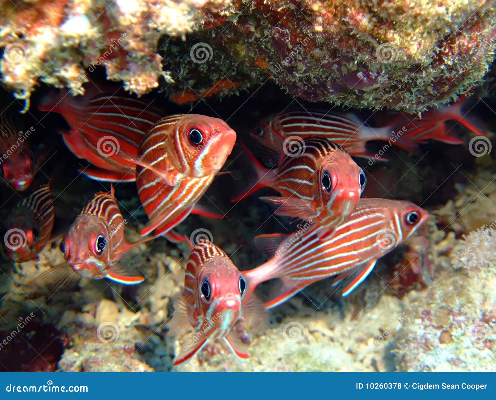 Squirrelfish stock photo. Image of scuba, egypt, underwater - 10260378